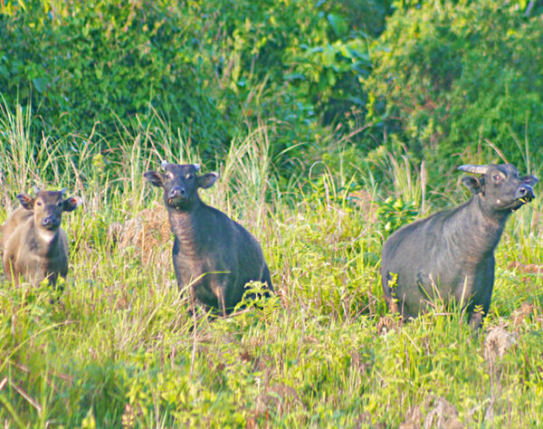 Travel diary: Tamaraw-spotting in Mindoro - Garage